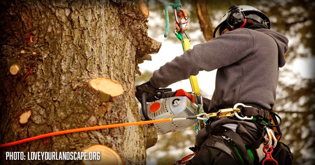 Tree Safety Inspection List: How to Inspect Trees for Safety